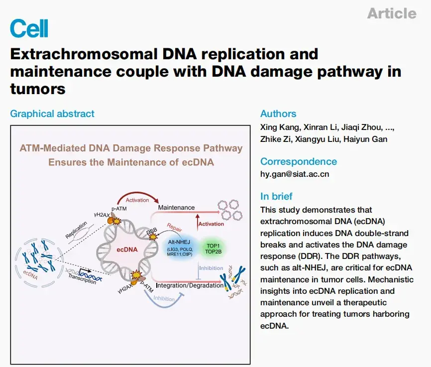Nature、Cell 顶刊连发 | eccDNA 研究近三年持续高热 - 知乎