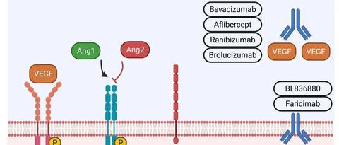 血管生成素(Ang)：视网膜疾病治疗的潜在靶点 - 知乎