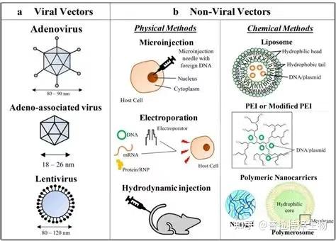 CRISPR/Cas9基因编辑与稳转细胞系构建，看这一篇就够！ - 知乎