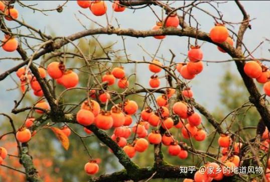 这些地方的柿子都很有名 你吃过哪些？ - 知乎