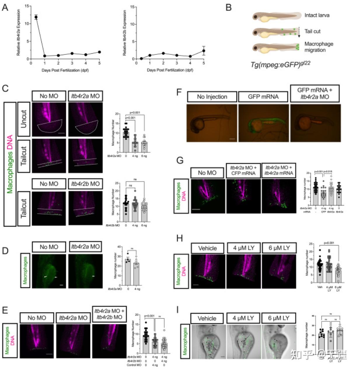 文献速递 白三烯 B4 受体 2 在组织炎症期间控制巨噬细胞迁移 - 知乎