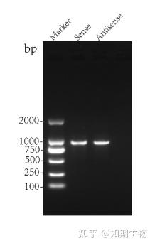 RNA-RNA pull down实验方法及检测报告 - 知乎