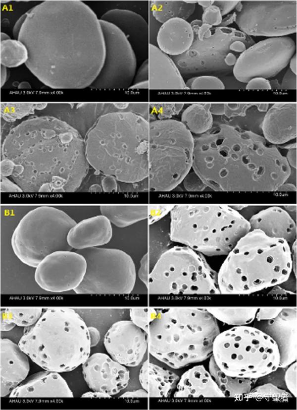 Carbohydrate Polymers综述：淀粉的酶法改性 - 知乎