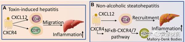 《普创新》趋化因子受体CXCR4及其配体 - 知乎