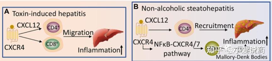 《普创新》趋化因子受体CXCR4及其配体 - 知乎
