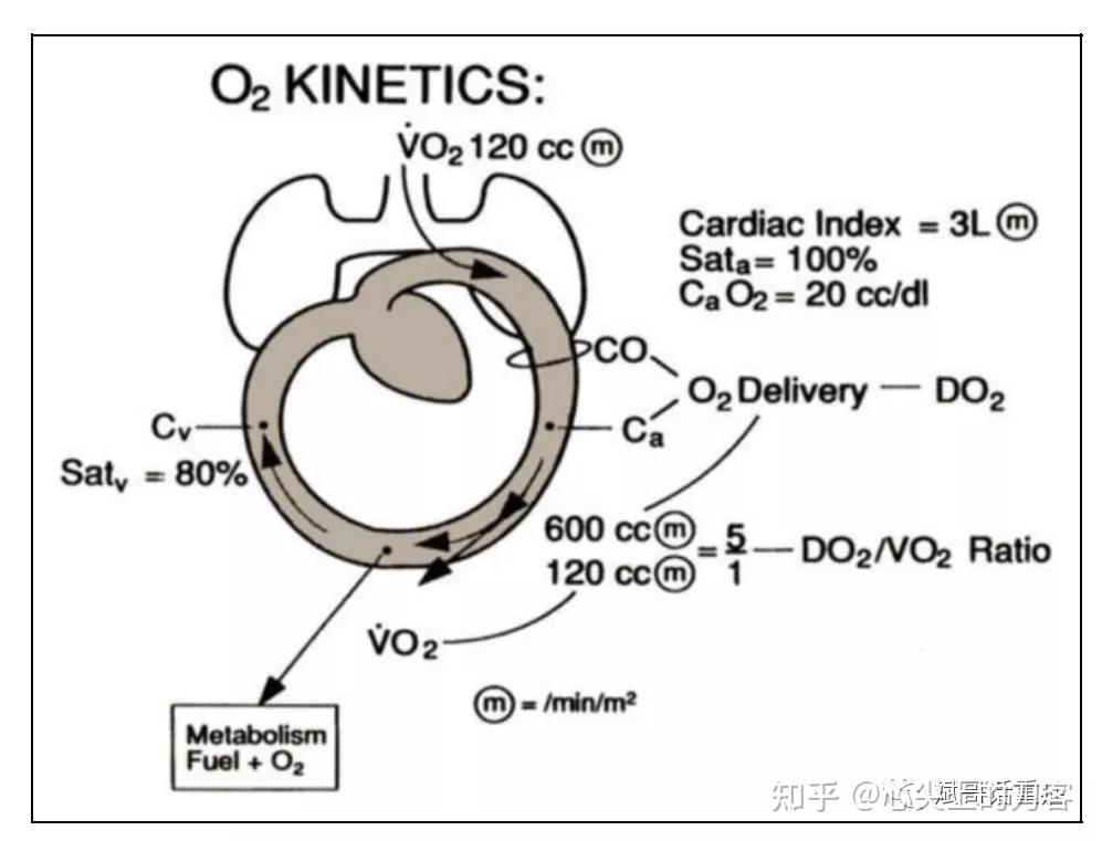 ECMO基础：VV-ECMO期间气体交换的生理学 - 知乎