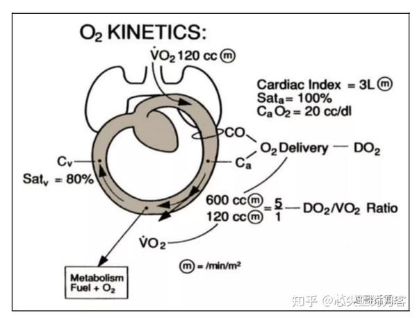 ECMO基础：VV-ECMO期间气体交换的生理学 - 知乎