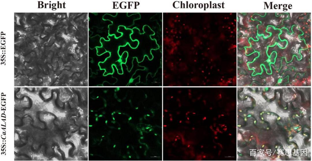 「Front Plant Sci」辣椒的CaALAD基因赋予转基因拟南芥耐寒性 - 知乎