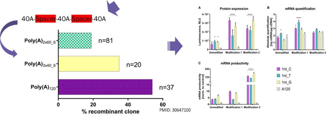 mRNA疫苗这么火，来看看mRNA poly(A)质粒如何快速合成和稳定制备？ - 知乎