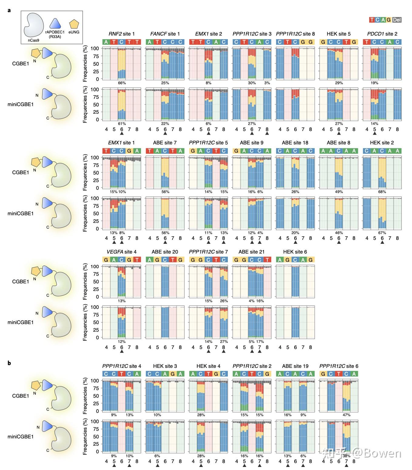C-G Base Editor - 知乎