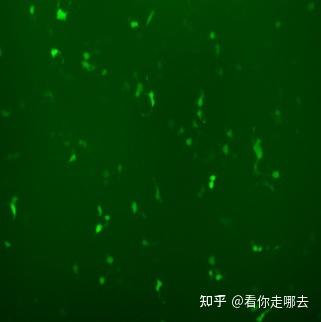 如何高效DNA转染293细胞 - 知乎