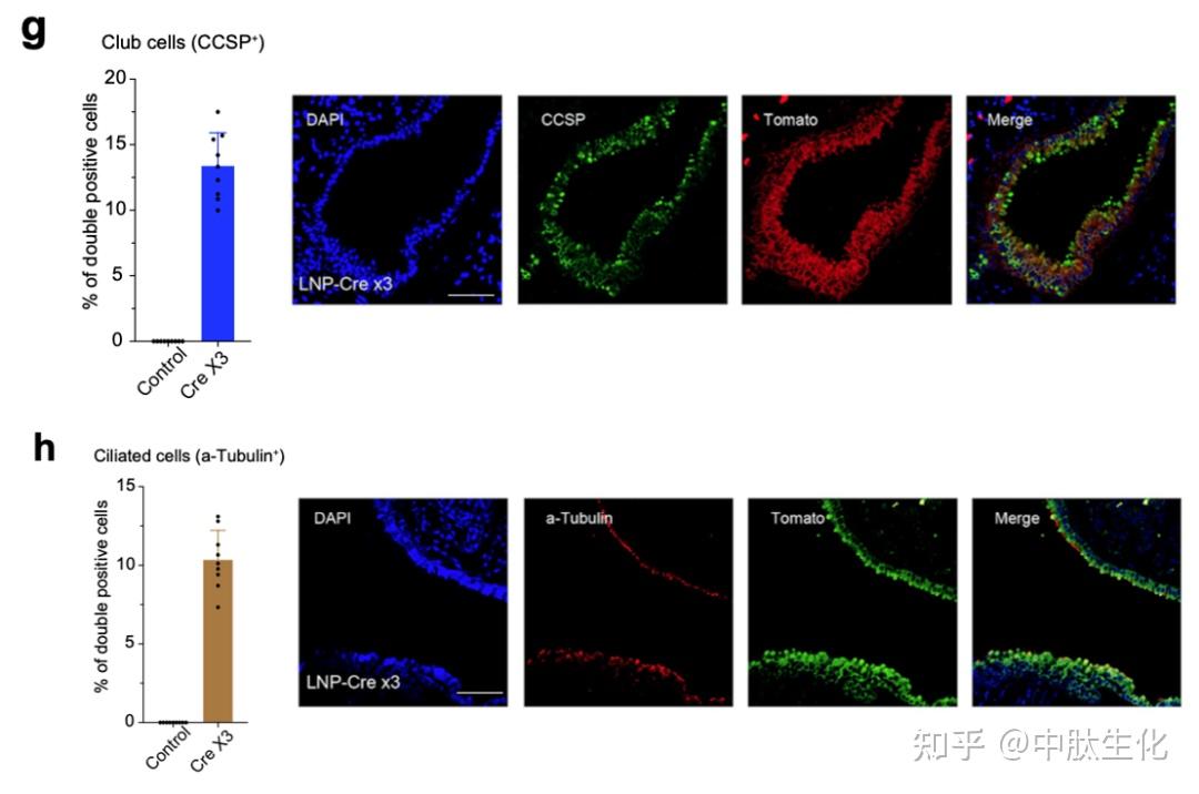 李博文等开发新型LNP载体，吸入后可实现对肺部的高效mRNA递送及基因编辑 - 知乎