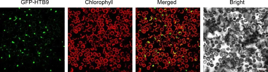 【开讲啦】杨树叶片原生质体的制备和转化protocol - 知乎
