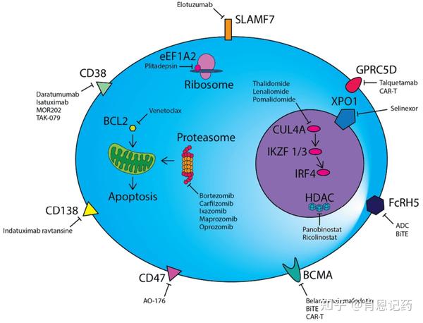 记住所有FDA生物药 | GPRC5D×CD3双抗 | TALVEY® talquetamab | 多发性骨髓瘤 - 知乎