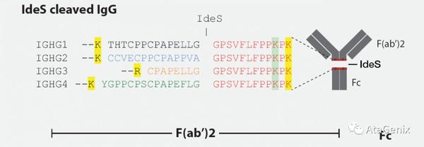 IdeSProtease：特异性切割IgG，一个挑剔的工具酶 - 知乎