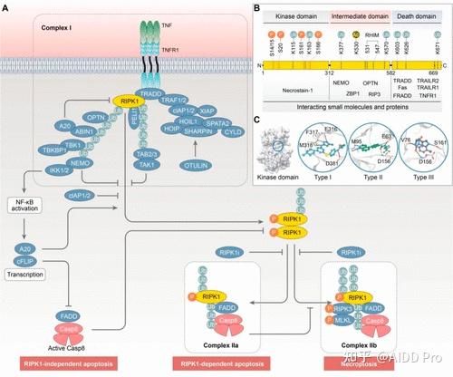 RIP1抑制剂：当前管线及最新进展 - 知乎
