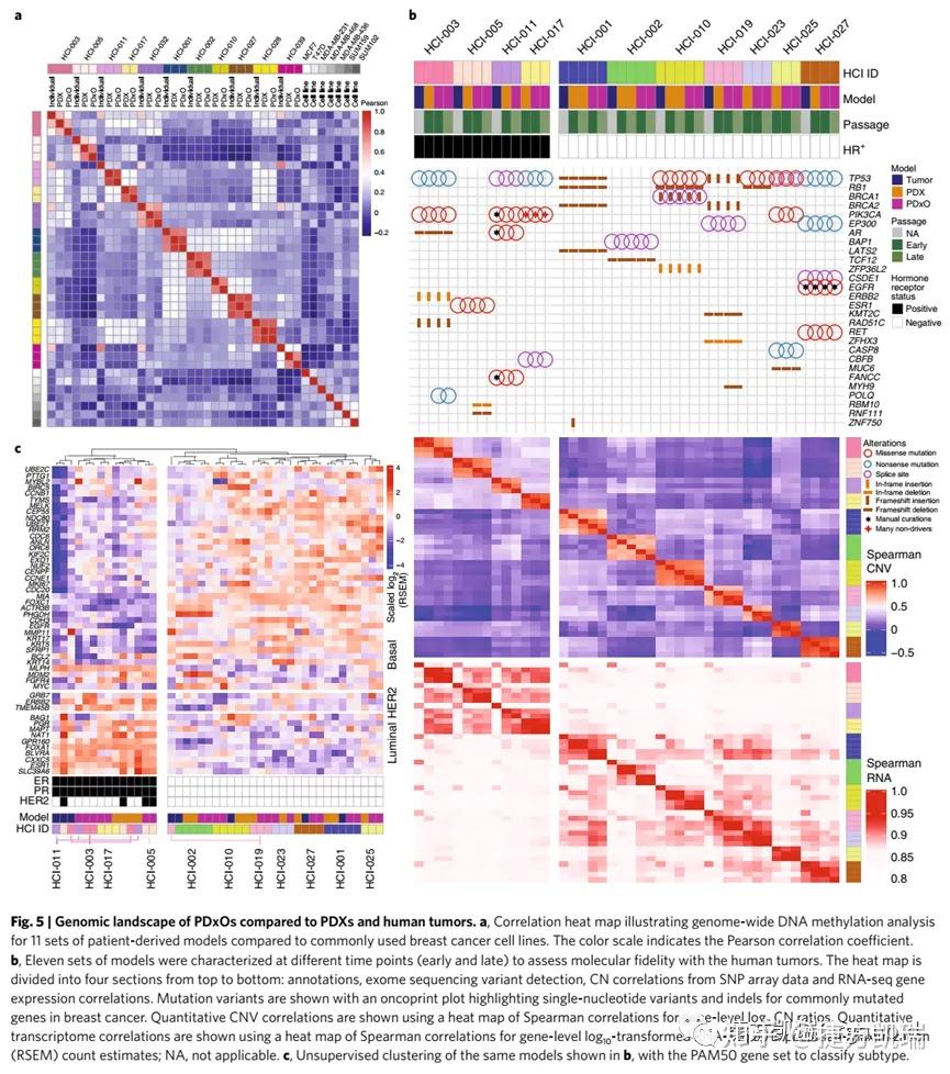 文献解读|药物研发验证模型-PDXO模型 - 知乎