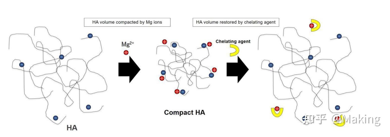 资生堂，透明质酸HA新玩法 - 知乎