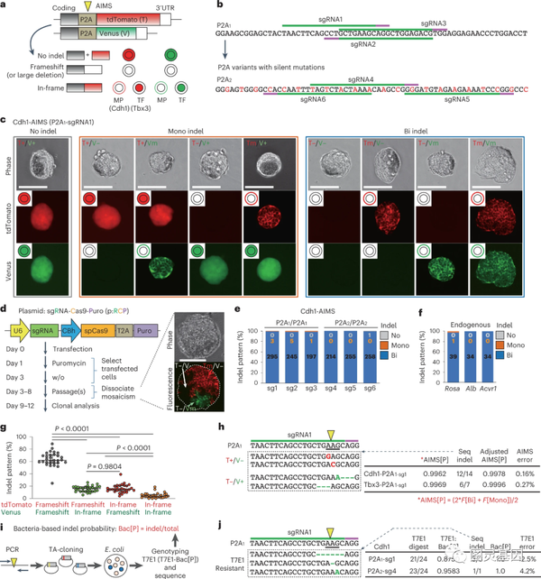 Nat Bio Eng | 微调Cas9提高基因组编辑的安全性和适用性 - 知乎