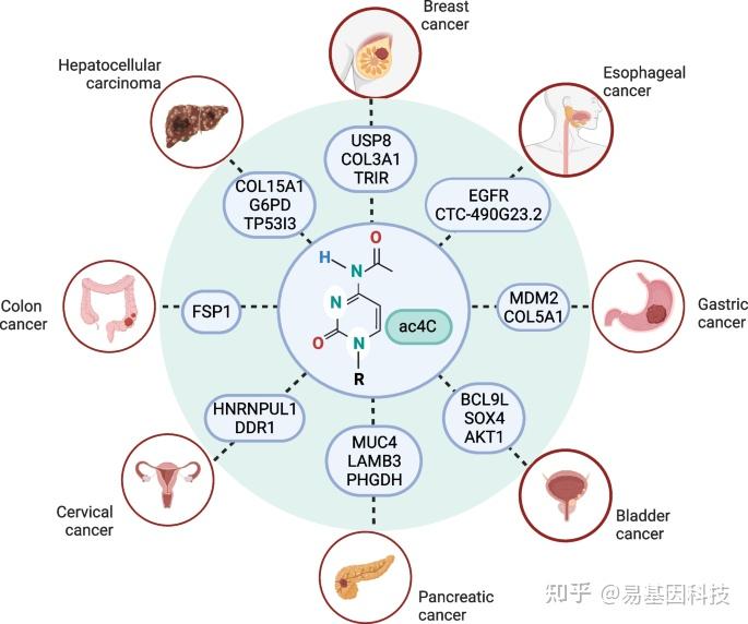 RNA修饰N4-乙酰胞苷（ac4C）的调控机制、检测方法及其在癌症中的作用最新研究进展｜新方向 - 知乎