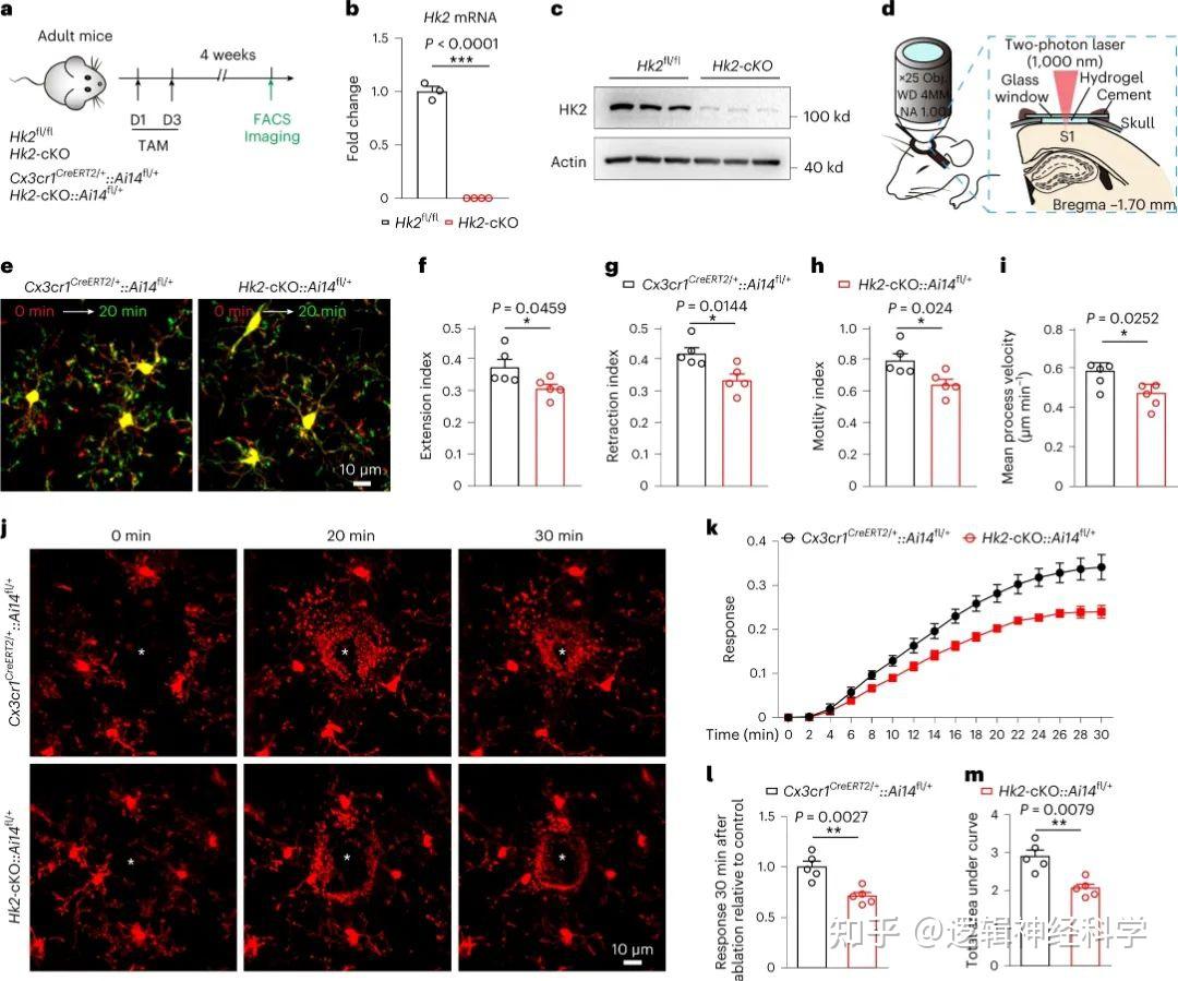 Nat Metab︱浙江大学医学院脑科学与脑医学学院高志华/段树民课题组揭示糖代谢关键酶Ⅱ型己糖激酶调控小胶质细胞功能的新机制 - 知乎