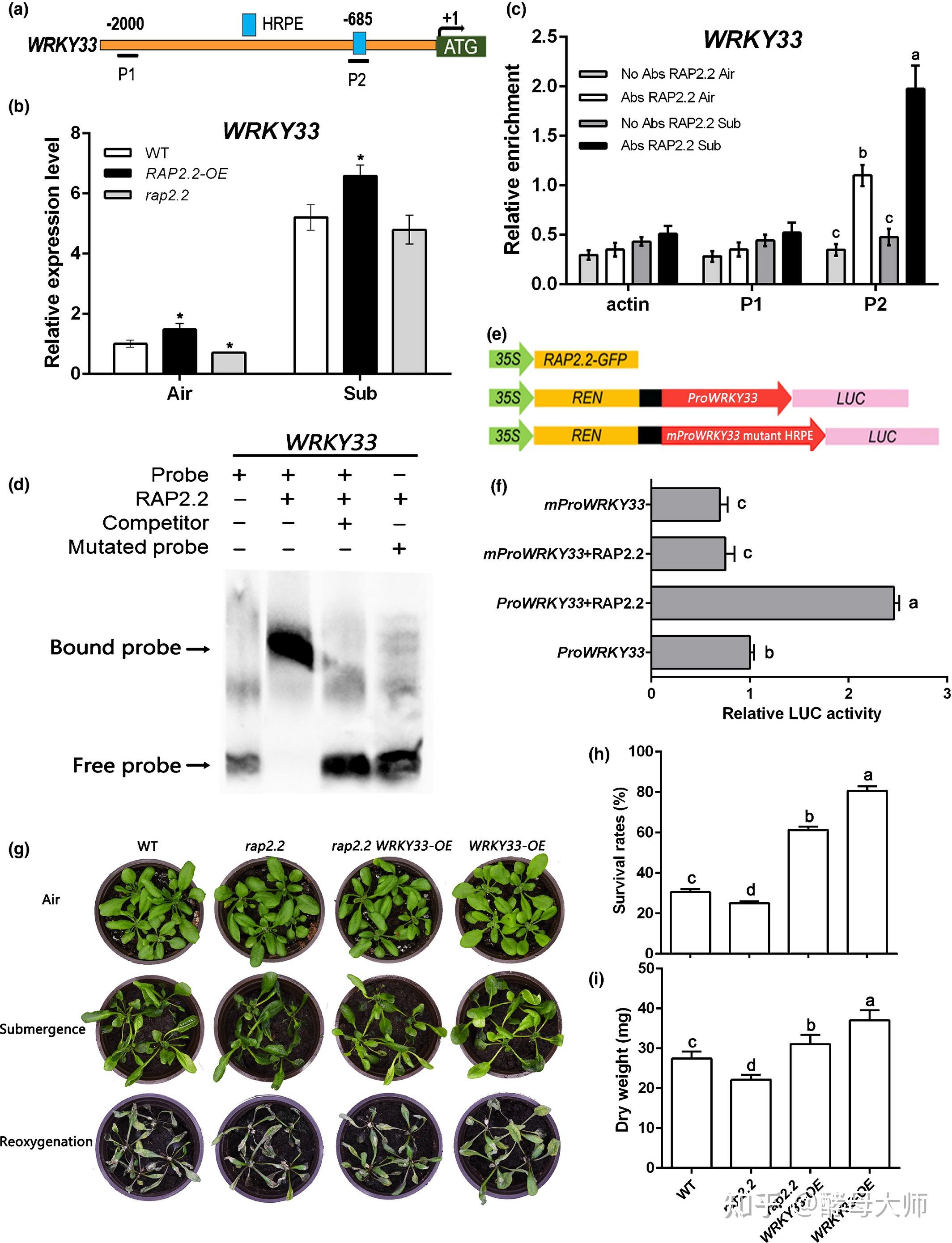 NEW PHYTOL|四川大学刘唤唤研究团队用Y2H揭示WRKY33 与 WRKY12 蛋白相互作用上调拟南芥浸水诱导的缺氧反应过程中RAP2 ...