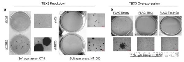 细胞表型之Colony-formation assay 克隆形成实验指南 - 知乎