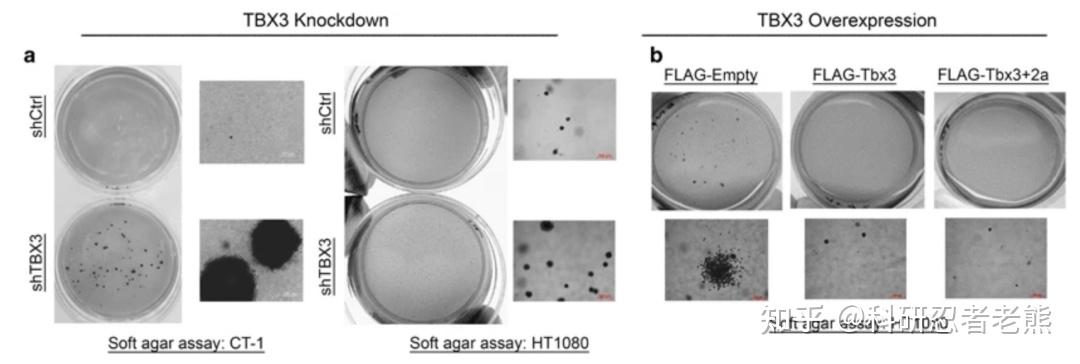 细胞表型之Colony-formation assay 克隆形成实验指南 - 知乎