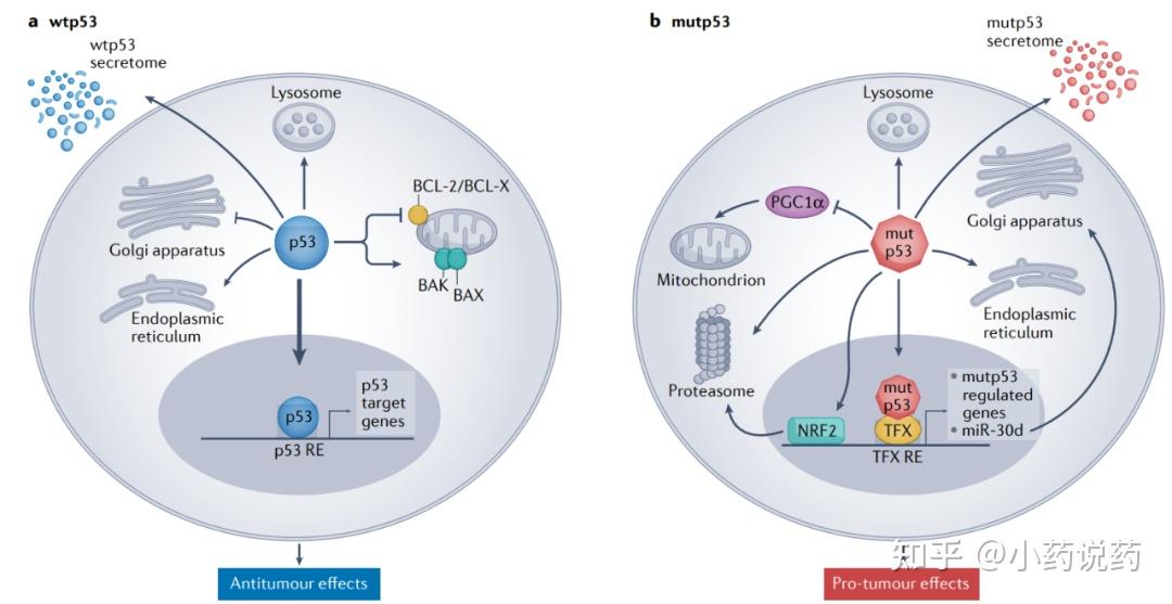 靶向p53癌症治疗药物的研究进展 - 知乎