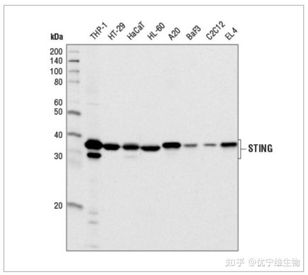 【小优细节君】STING，固有免疫的热门靶点有何神秘之处？ - 知乎