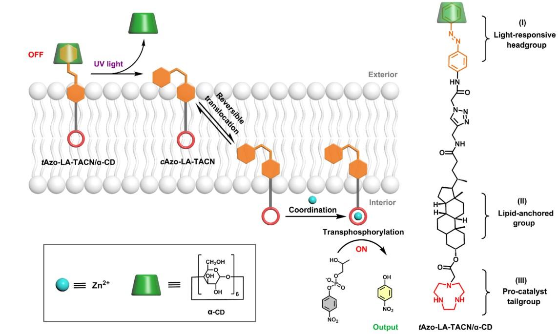 光/小分子调控的细胞膜转磷酸化信号传导 - 知乎