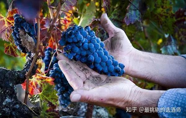 常见的葡萄酒类型 知乎