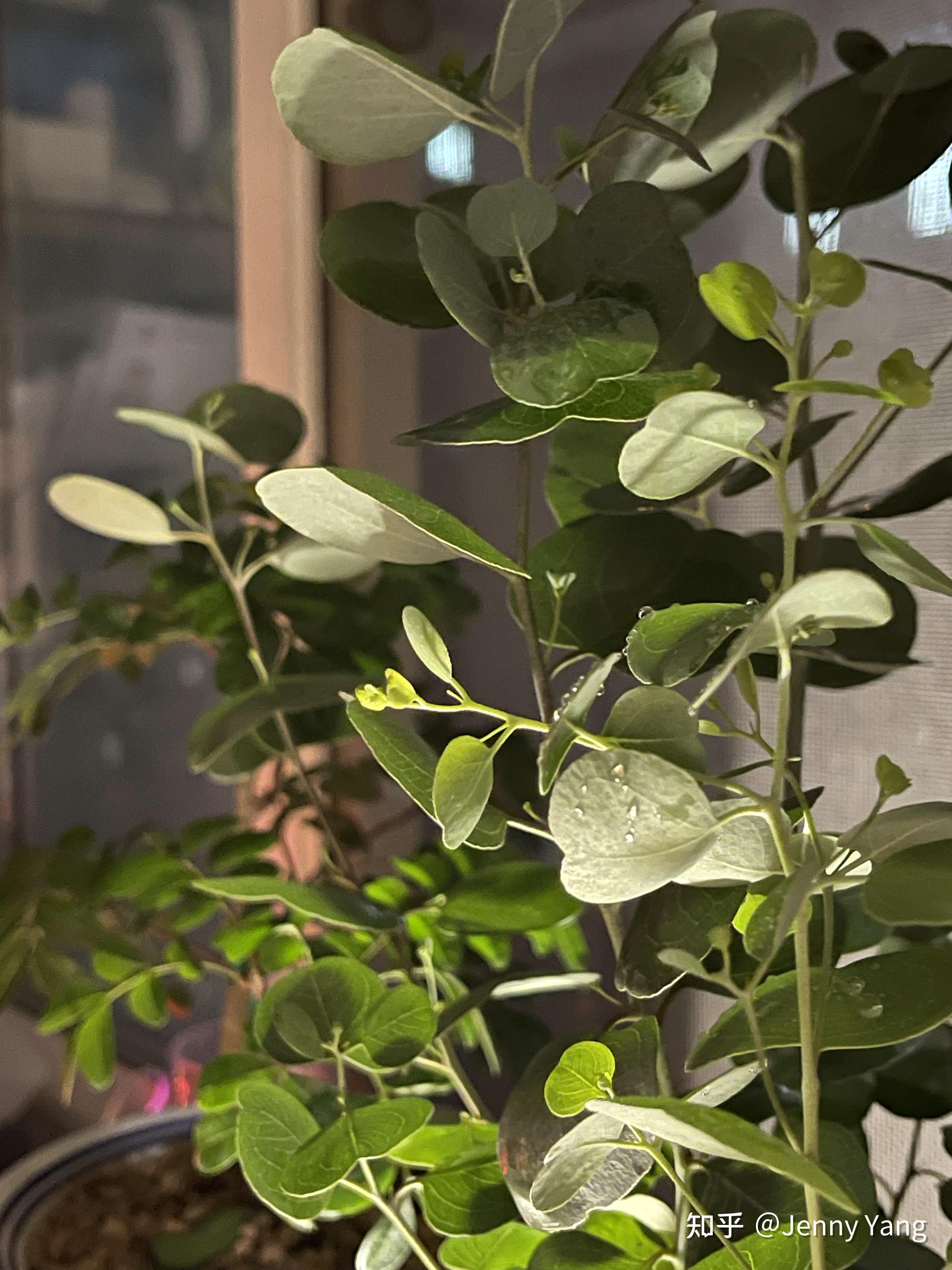 记录我的尤加利 - 知乎