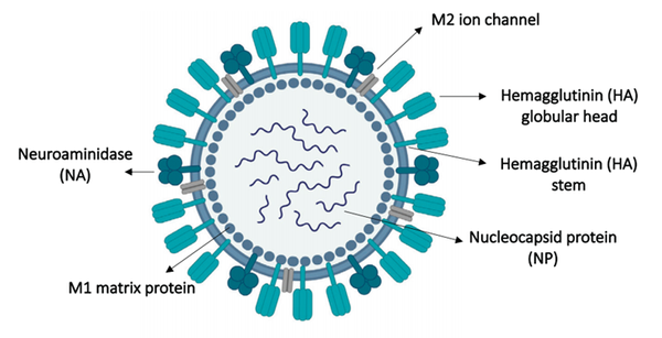 【耀文解读】病毒样颗粒（VLP）疫苗的研究现状(2)：VLP预防性疫苗研发进展 - 知乎