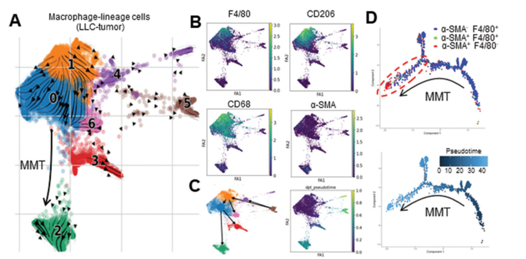 Smad3通过巨噬细胞-成纤维细胞转化促进肿瘤相关成纤维细胞生成 - 知乎