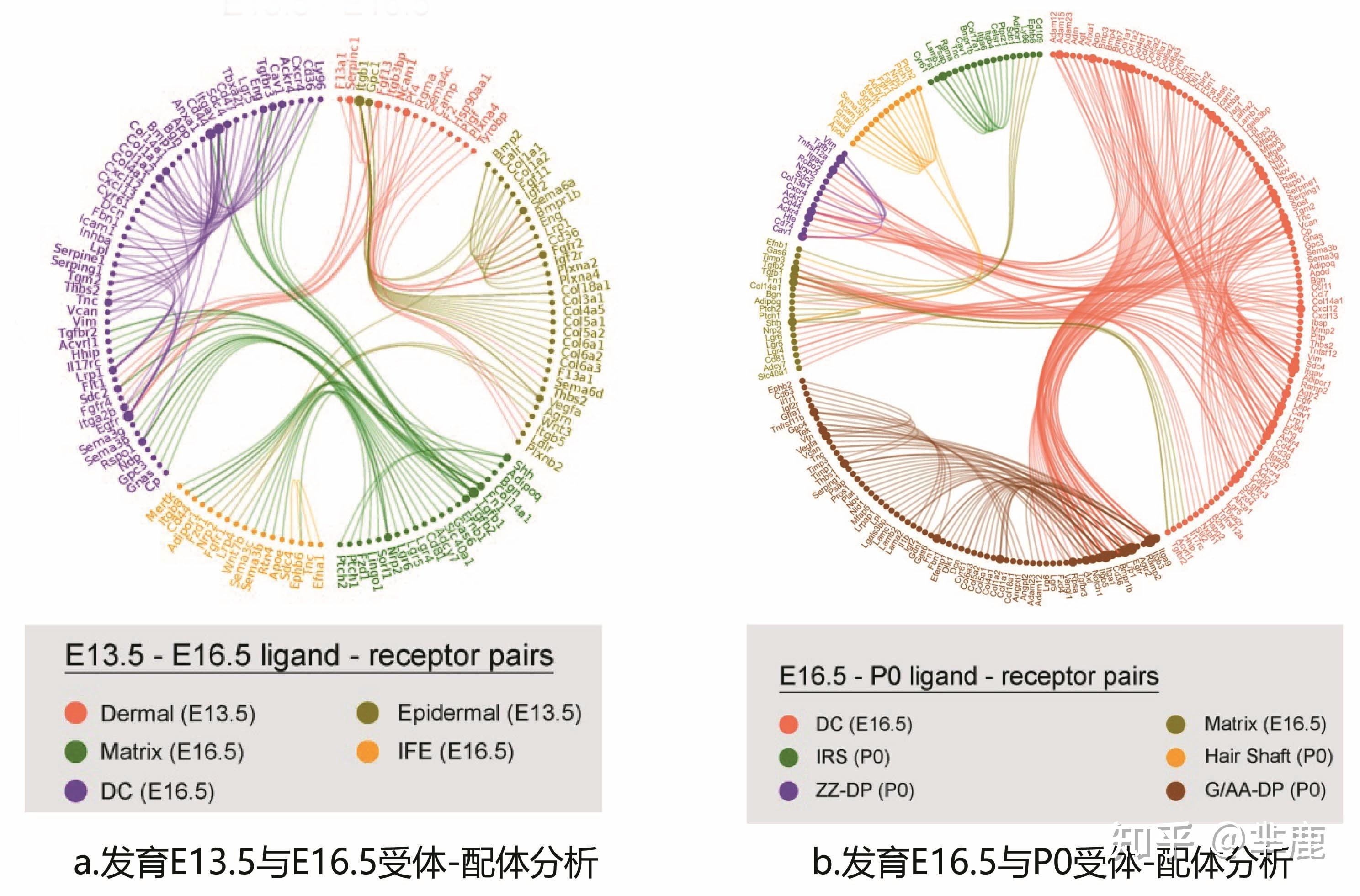 CellChat细胞通讯分析（上）--文献解读 - 知乎