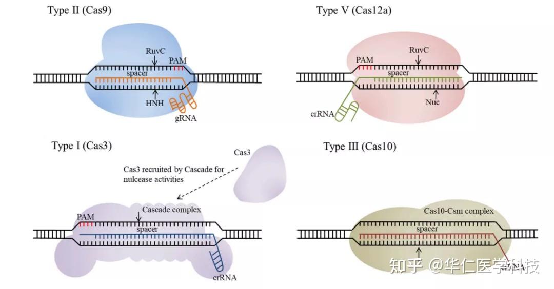 发现CRISPR新亚型：Cas7-11，一种可编程的RNA靶向工具 - 知乎