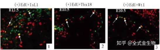 【细胞生物学原创系列十四】EdU作用原理及应用 - 知乎