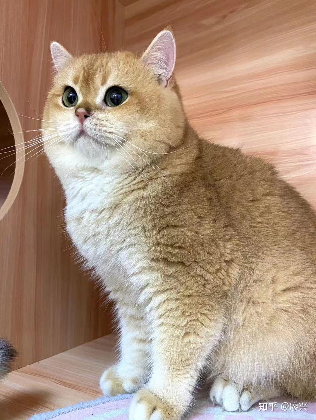 成都金渐层ny12种公对外配种借配 - 知乎