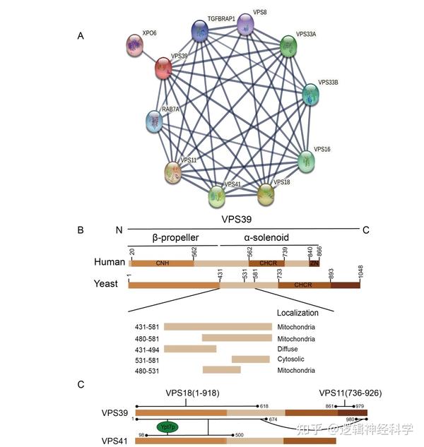 JCB 综述︱VPS39作为内体-溶酶体运输和线粒体-溶酶体互作位点的关键拴系蛋白以及在健康和疾病中的关键作用 - 知乎