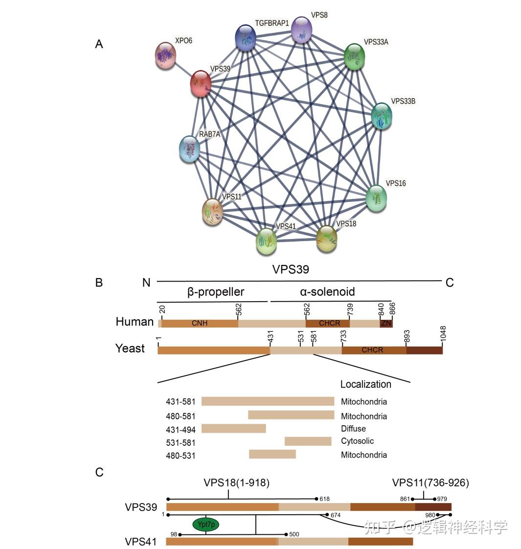 JCB 综述︱VPS39作为内体-溶酶体运输和线粒体-溶酶体互作位点的关键拴系蛋白以及在健康和疾病中的关键作用 - 知乎