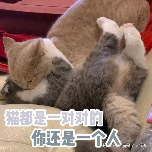 兽医:关于猫咪 发情”那些事,别傻傻不知 知乎