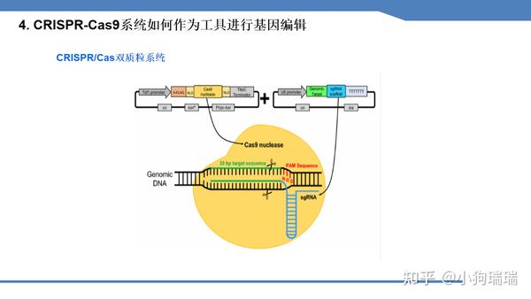 生物技术原理-2 - 知乎