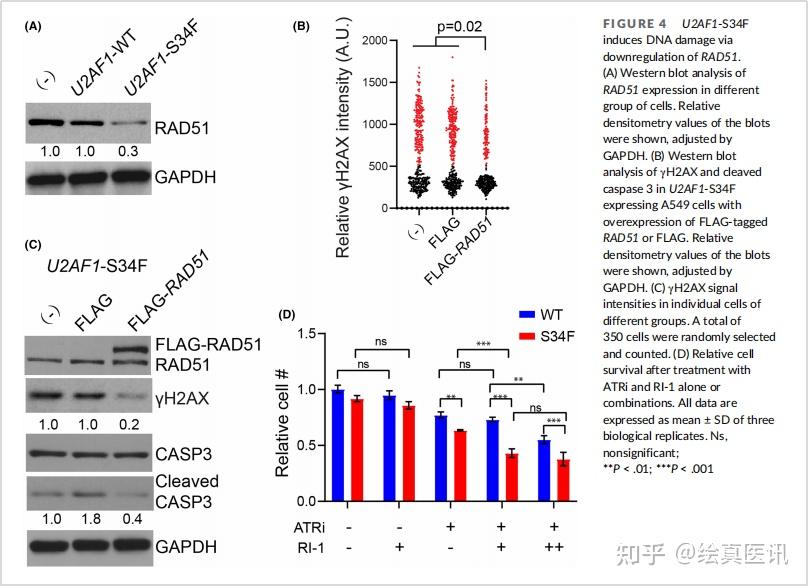 “绘”解读真报告丨U2AF1突变实例印证！为啥肺癌患者有必要扩大基因检测范围？ - 知乎