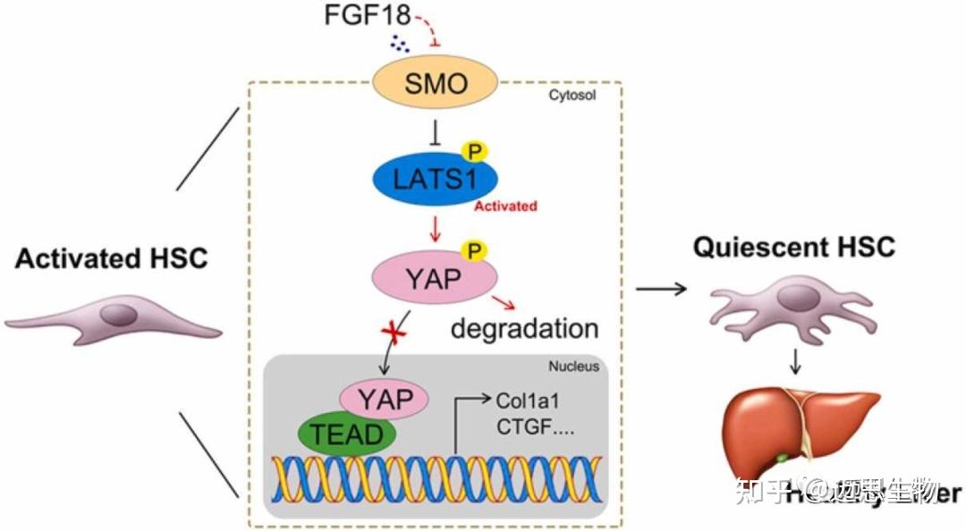FGF18：骨关节炎治疗靶标 - 知乎