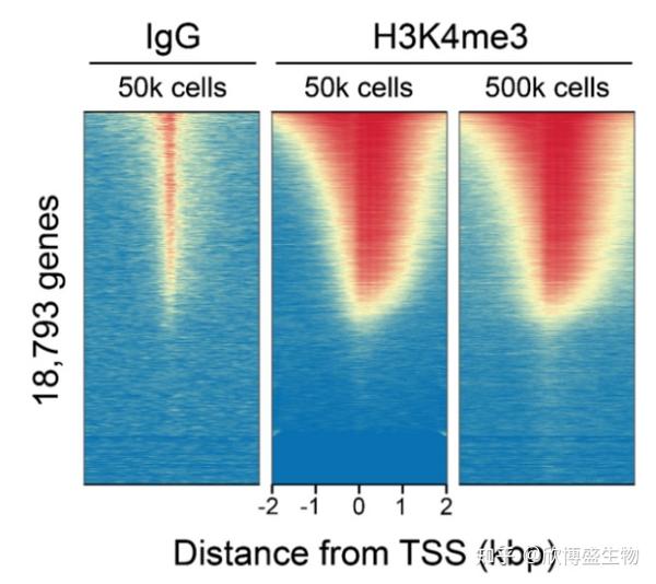 Epicypher—Histone H3K4me3 Antibody, SNAP-Certified™ for CUT&RUN and ChIP - 知乎