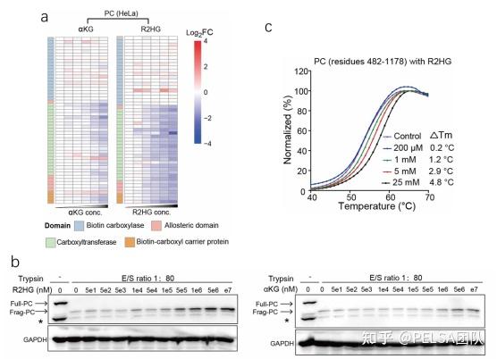 高灵敏度PELSA技术鉴定靶标蛋白质案例：代谢物作用靶蛋白及其结合位点的鉴定 - 知乎