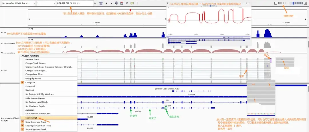 【干货】IGV使用手册 - 知乎