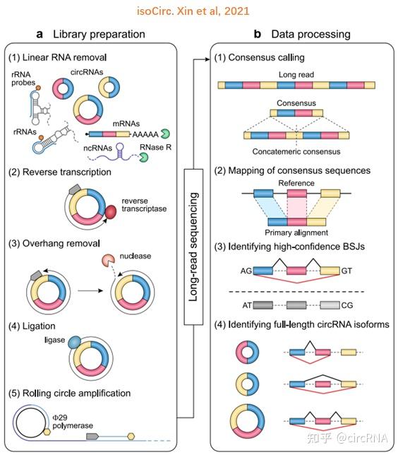 环状RNA十周年 | 测序技术篇 - 知乎