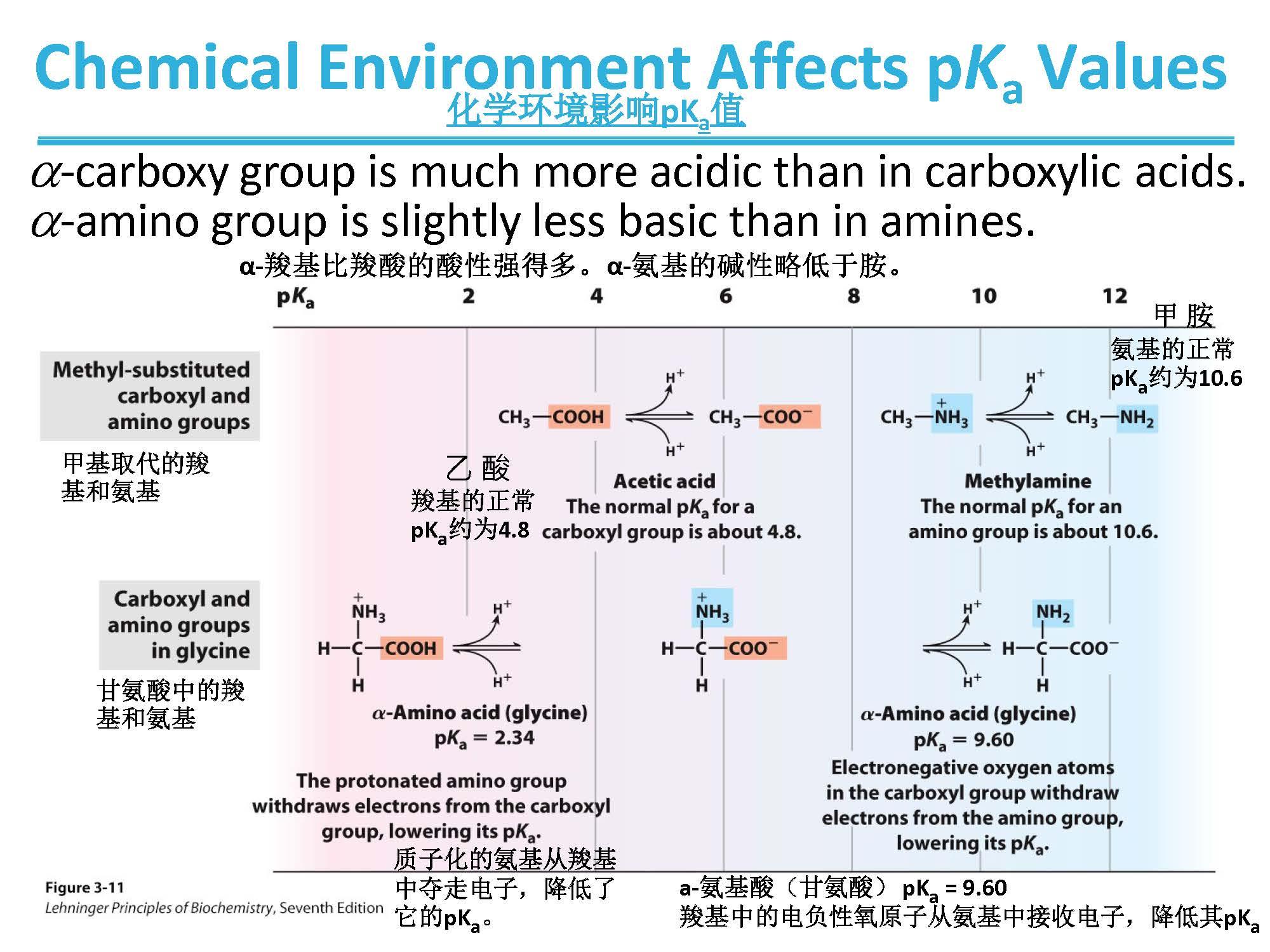 莱宁格生物化学原理 Lehninger Principles of Biochemistry 重点划线 导读双语课件 - 知乎